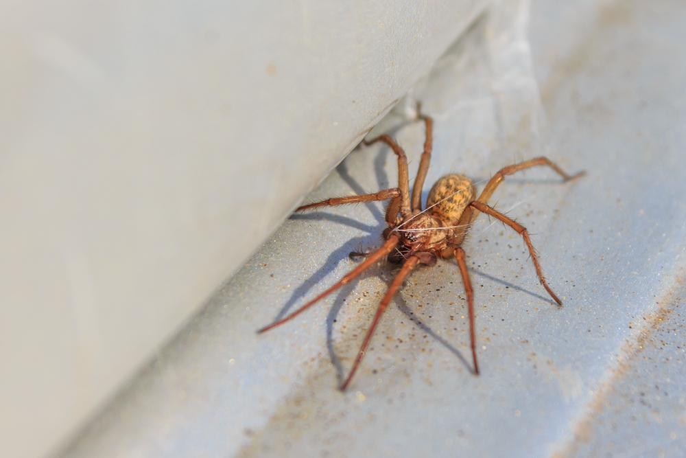 Detecting Spider Infestations Through Building Inspections - Penrith ...