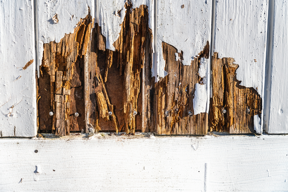 The Role of Pest Inspections in Preventing Structural Damage - Penrith ...